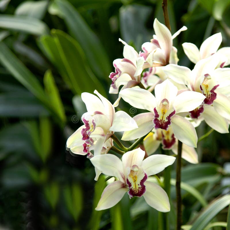 Inflorescencia De Orquídeas. Foto de archivo - Imagen de interior ...