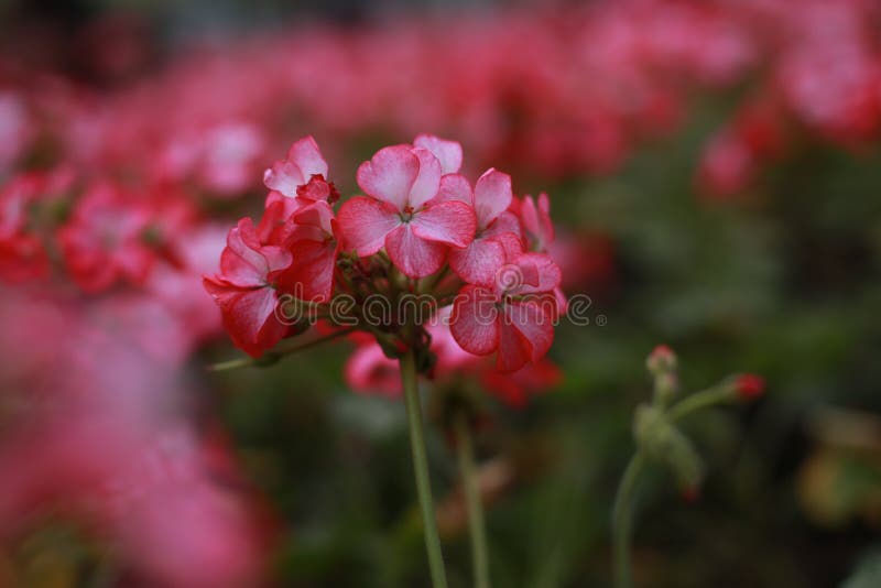 Inflorescencia Del Geranio Rosado Foto de archivo - Imagen de flor ...