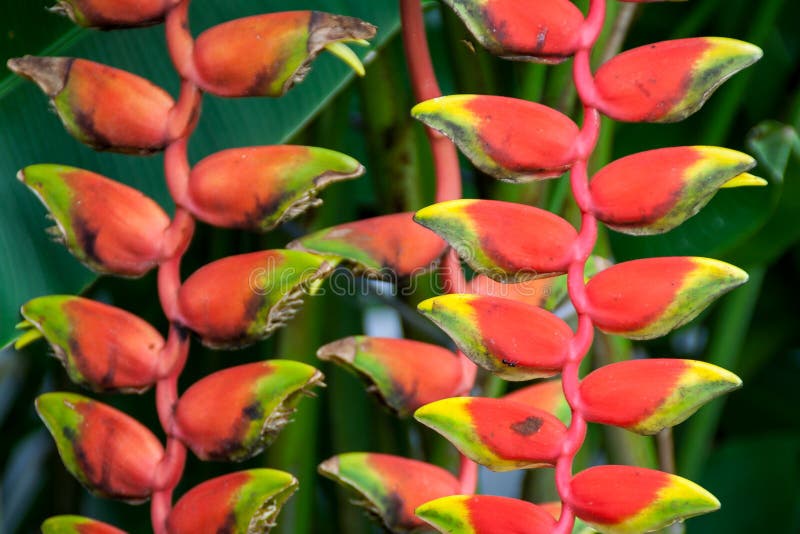 Inflorescencia Del Pendula De Heliconia Imagen de archivo - Imagen de ...