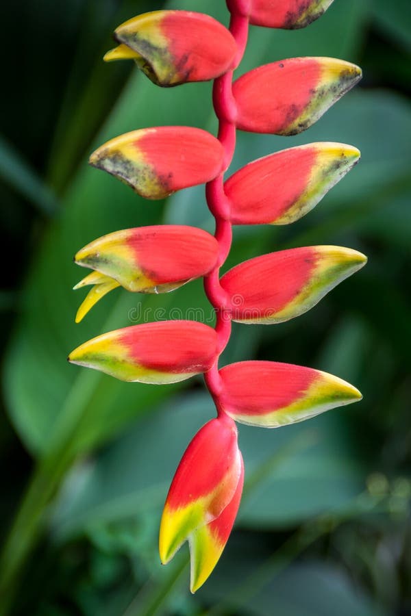 Inflorescencia Del Pendula De Heliconia Imagen de archivo - Imagen de ...
