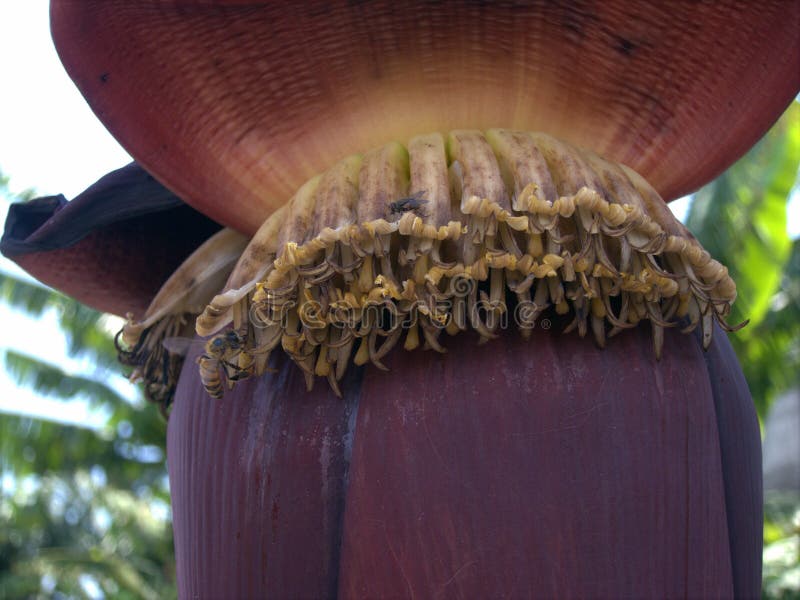 Inflorescencia del plátano foto de archivo. Imagen de alimento - 26686868