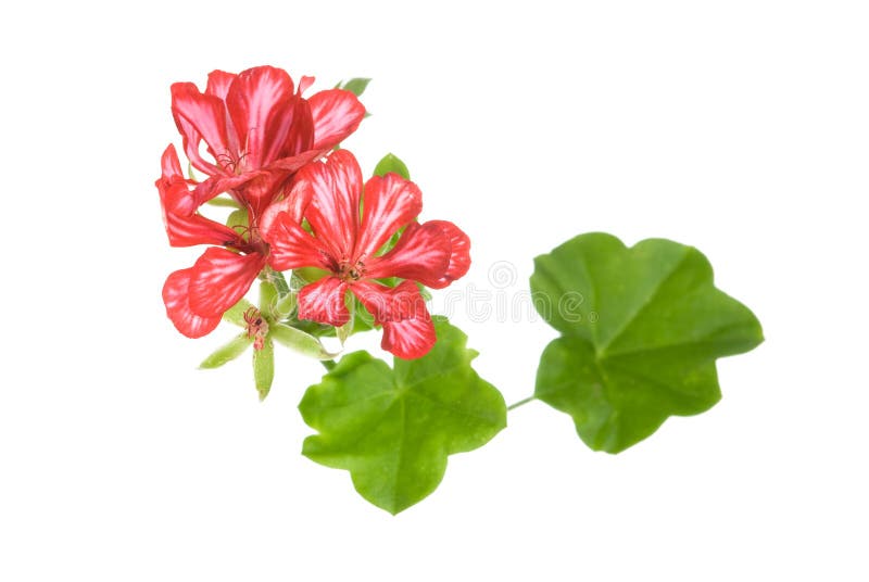 34,179 Geranio Fotos - Libres de Derechos y Gratuitas de Dreamstime