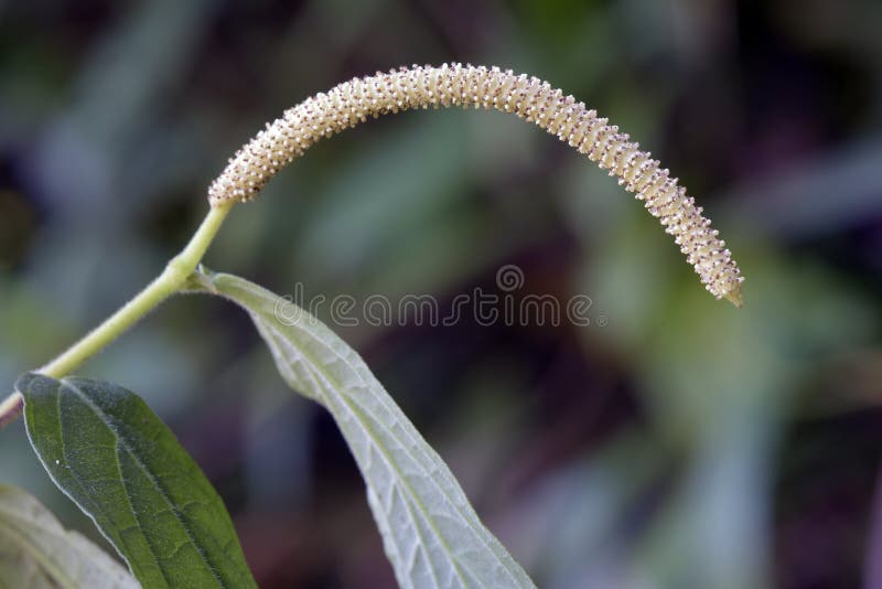 Primer De Las Hojas De La Planta De Matico En Ecuador Foto de archivo ...