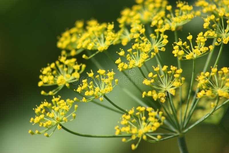 Pianta Di Anethum Graveolens Dell'aneto Con I Semi, Apiaceae Della ...