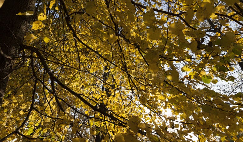 Influence and Impact of the Autumn Season on Nature Stock Photo - Image ...