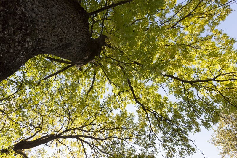 Influence and Impact of the Autumn Season on Nature Stock Image - Image ...