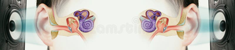 Structure of human eye. stock photo. Image of ophthalmology - 214020944