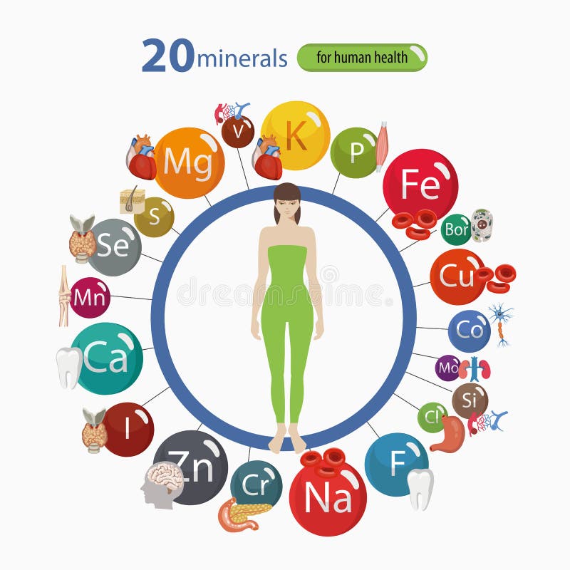 Influence of 20 Microelements on the Health of Human Organs Stock ...