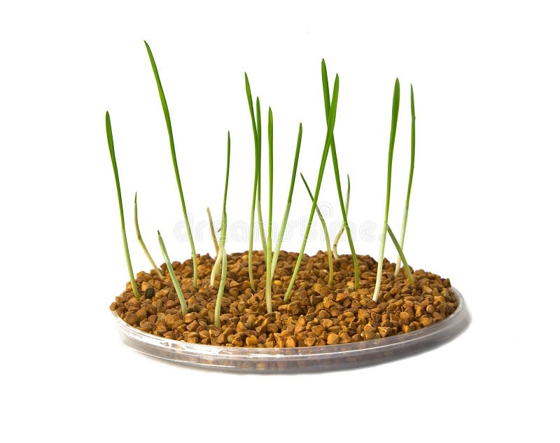 Wheat germs stock photo. Image of cook, fiber, meal, grow - 66445790