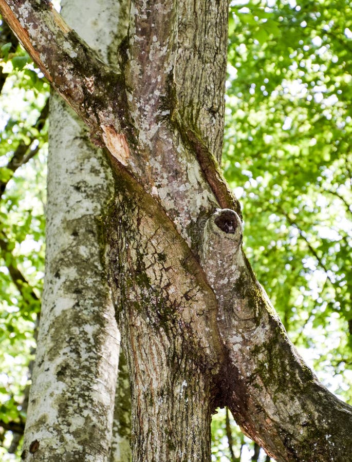 An Influx on the Trunk of a Tree. Merging of Two Trees. Anomaly of ...