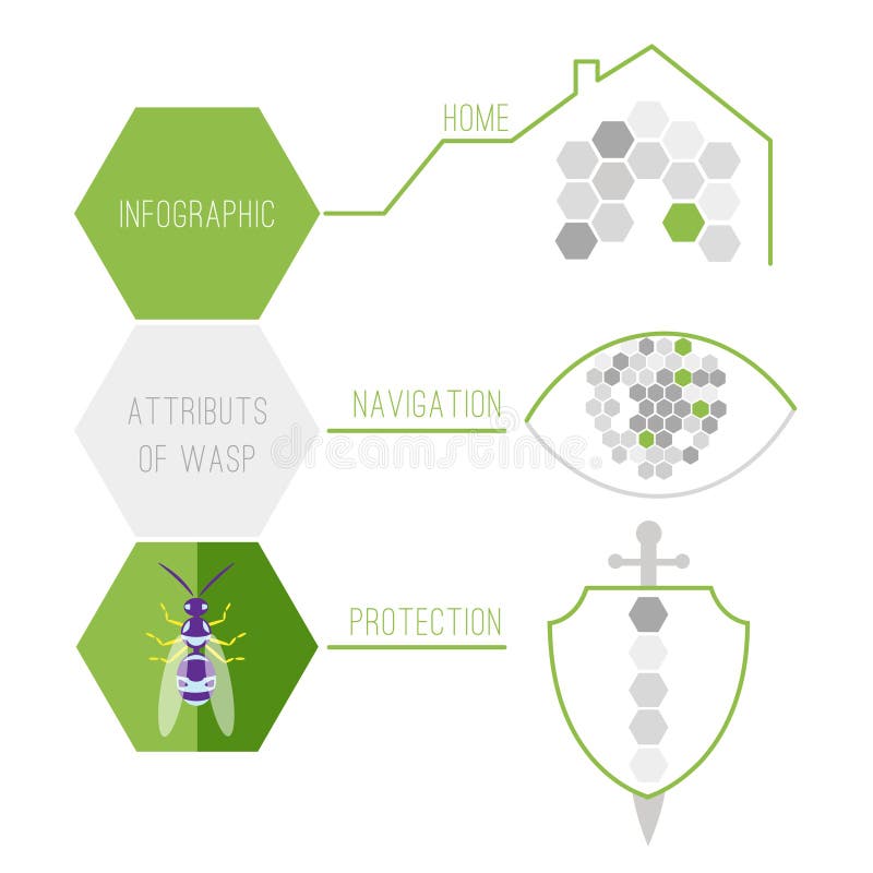 Infographic Attribute of Wasp. Vector Illustration Stock Vector ...