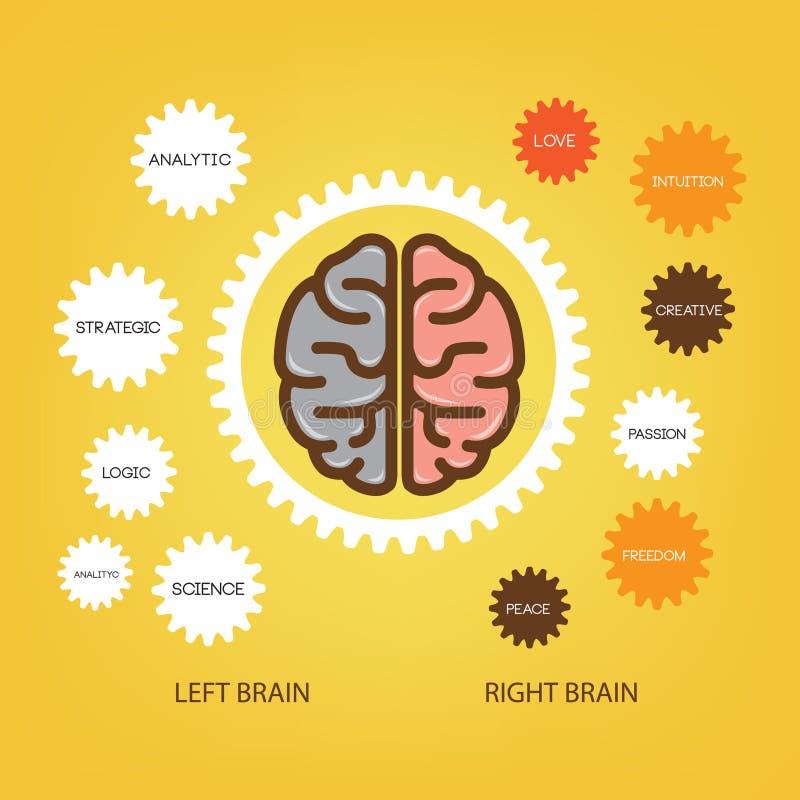 Infographic of Brain. Vector Illustration Decorative Design Stock ...