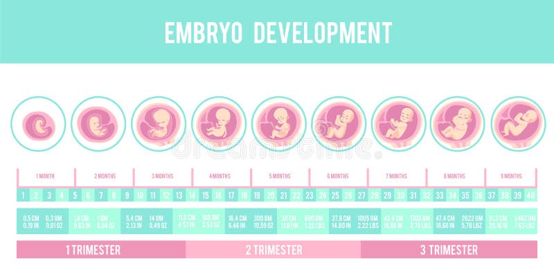 Infographic Con Las Etapas Del Embarazo Y Del Embrión Desarrollo Del