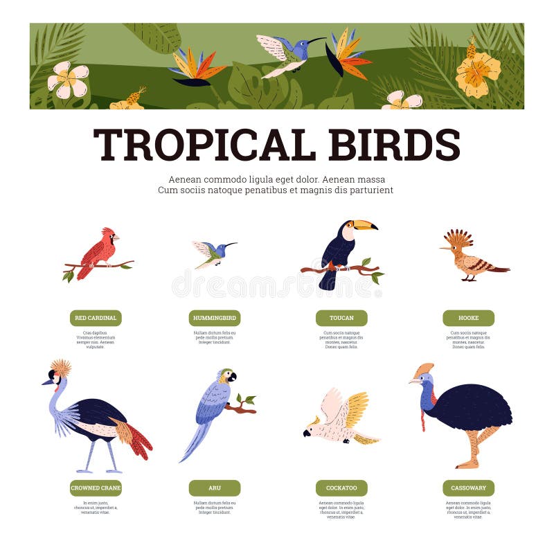 Infographic about Different Tropical Birds with Names Flat Style Stock Vector - Illustration of ...