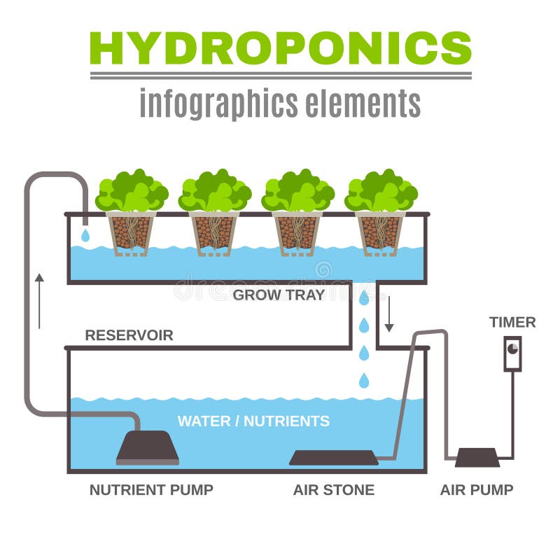 Infographic Hydroponic Illustration Stock Vector - Illustration of ...
