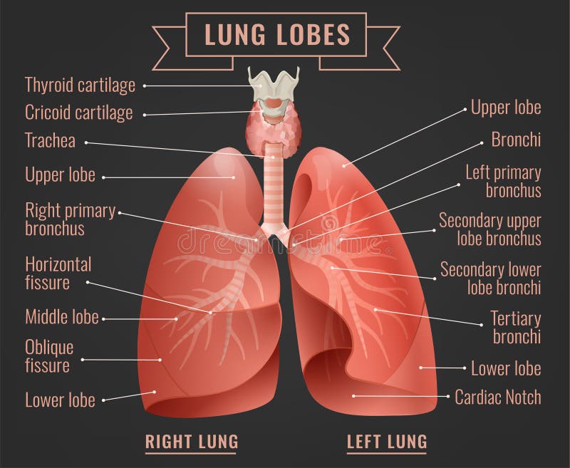 Lungor Infographic Infocharts Vektor Illustrationer - Illustration av ...