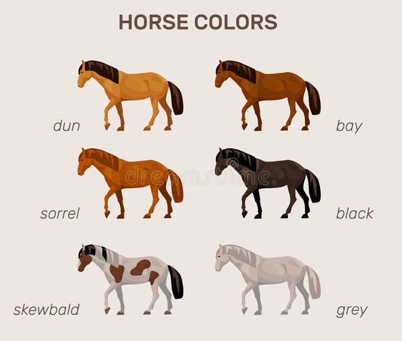 Infographic with Main Horse Colors Stock Vector - Illustration of horse ...