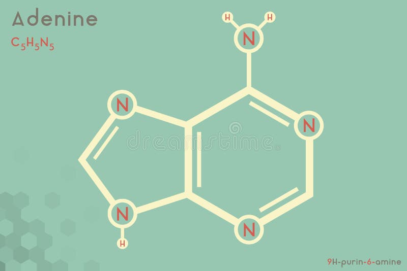 Infographic of the Molecule of Adenine Stock Vector - Illustration of ...