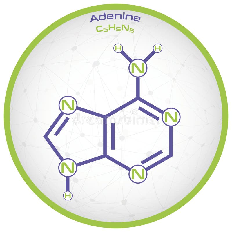 Infographic of the Molecule of Adenine Stock Vector - Illustration of ...