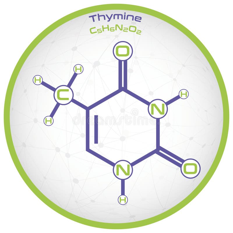 Infographic of the Molecule of Thymine Stock Vector - Illustration of ...