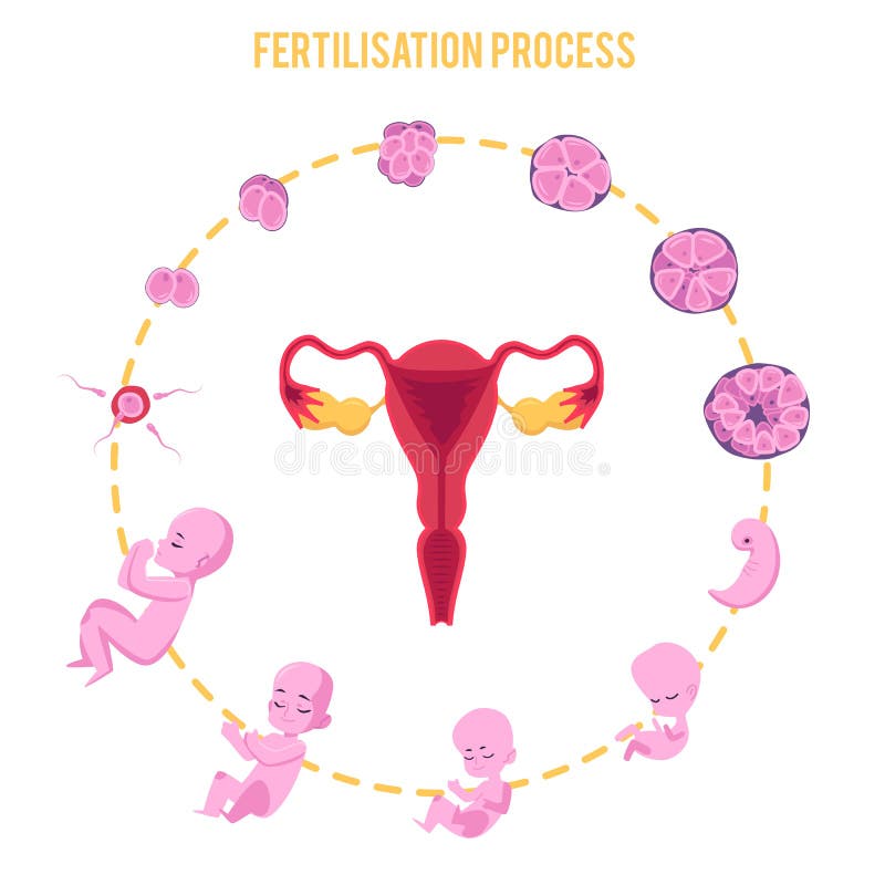 Infographic of Pregnancy Stages with Process of Fertilization and ...