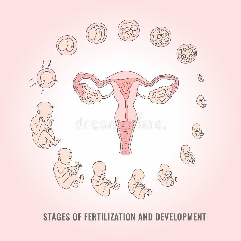 Infographic of Pregnancy Stages with Process of Fertilization and ...