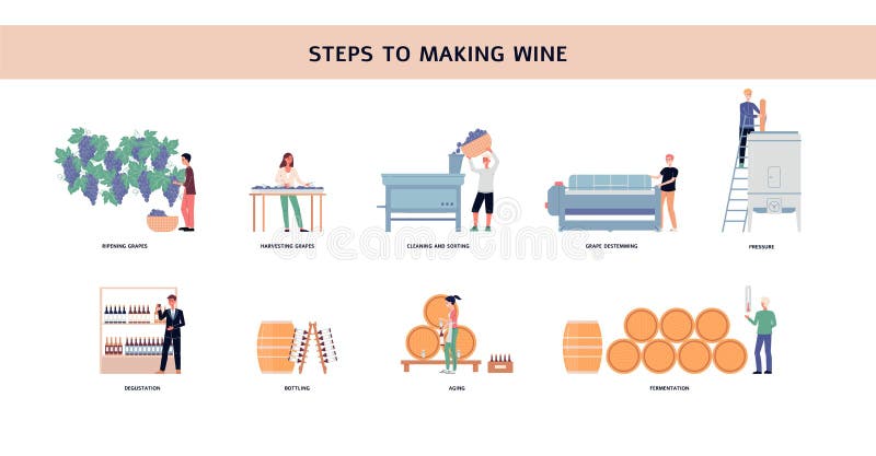 Infographic Showing Steps of Winemaking, Flat Vector Illustration ...