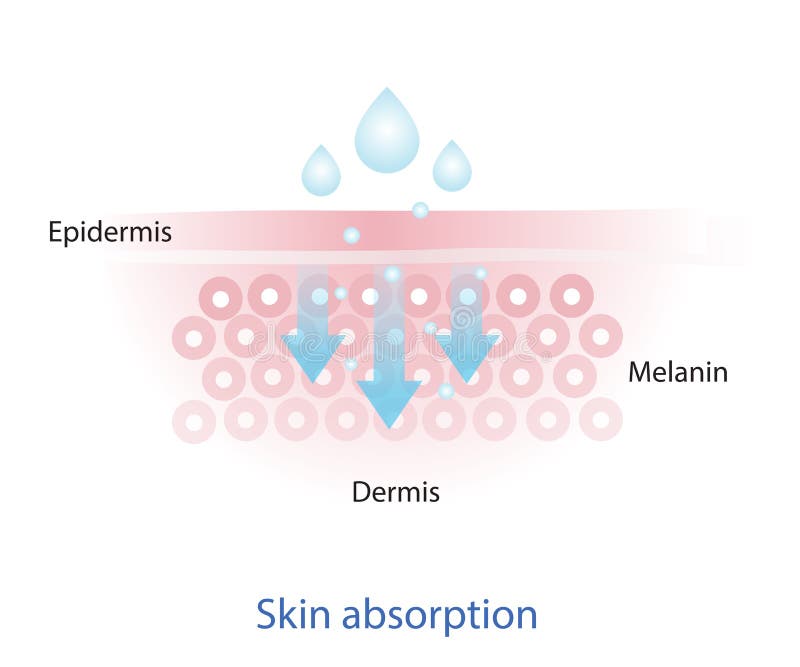 Moisturizer Absorb Stock Illustrations – 71 Moisturizer Absorb Stock ...