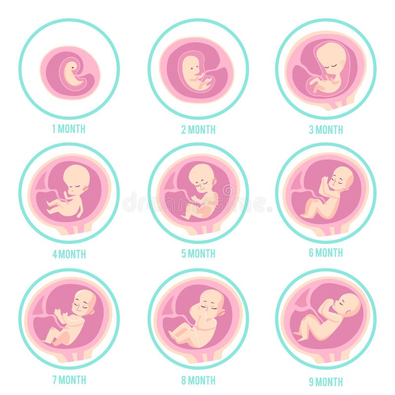 Stages Of Development Of Fetus Stock Illustration Illustration Of
