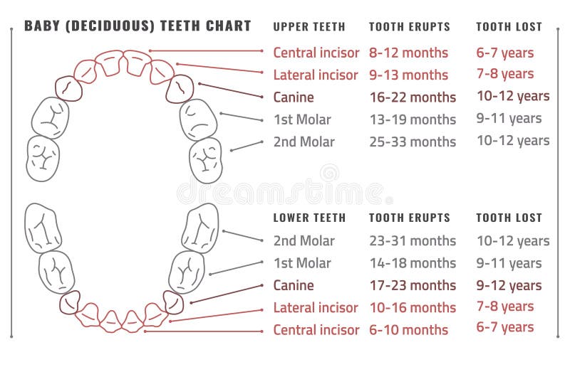 De Anatomievector Van De Orthodontist Menselijke Tand Met Nummering ...