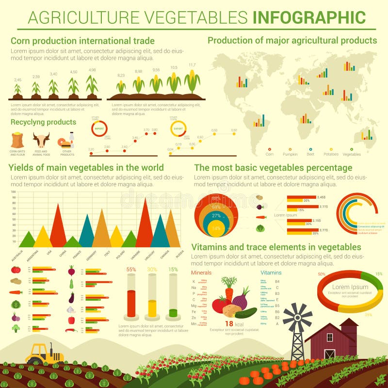 Infographic Template for Agriculture Vegetables Stock Vector ...