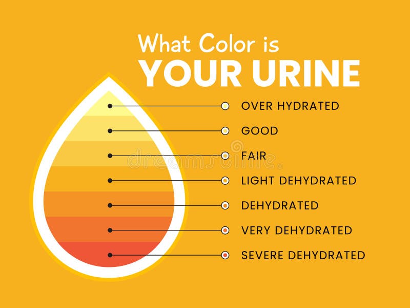 Infographic about Urine Color in Orange Background Stock Vector ...