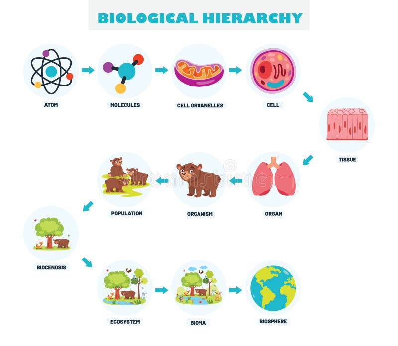 Infographics of the Biological Hierarchy Stock Illustration ...