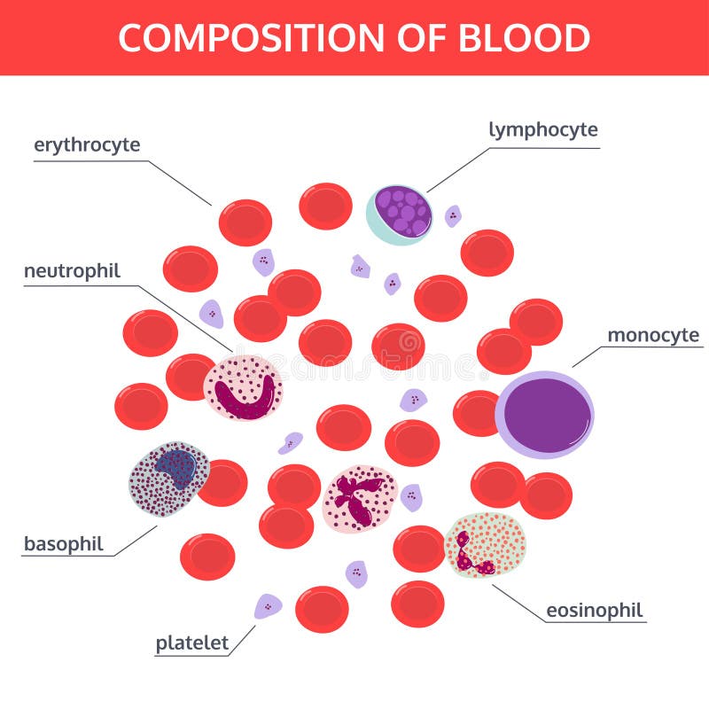 Composition of Blood in Microscope. Stock Vector - Illustration of ...