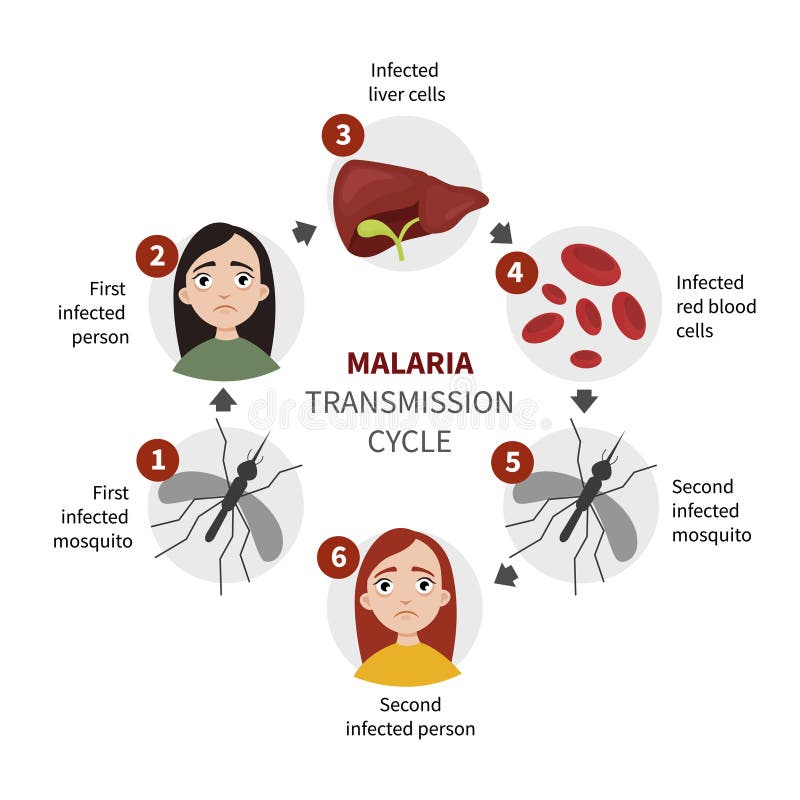 Malaria infographic stock vector. Illustration of graphic - 123215760