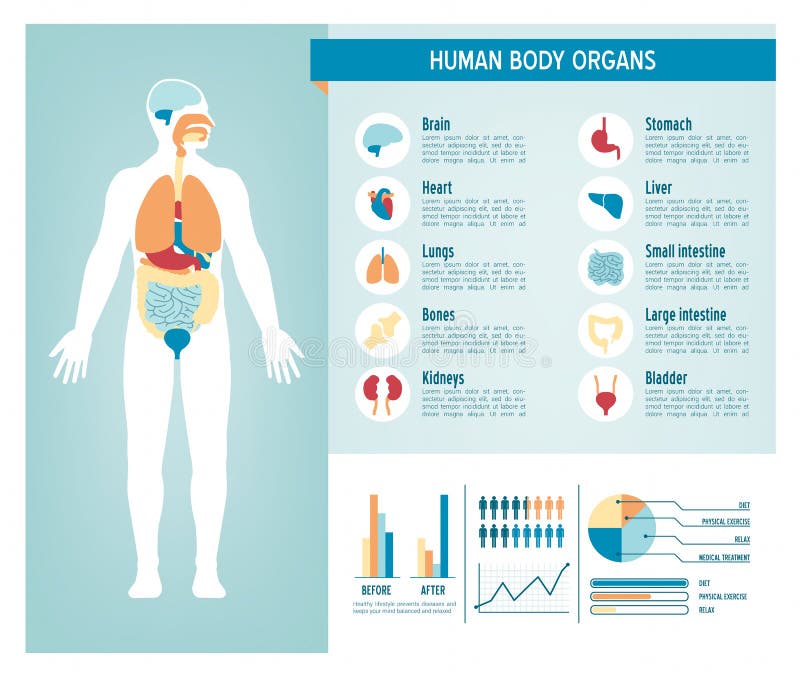 Diagramme Des Organes Du Corps Humain Illustration de Vecteur ...