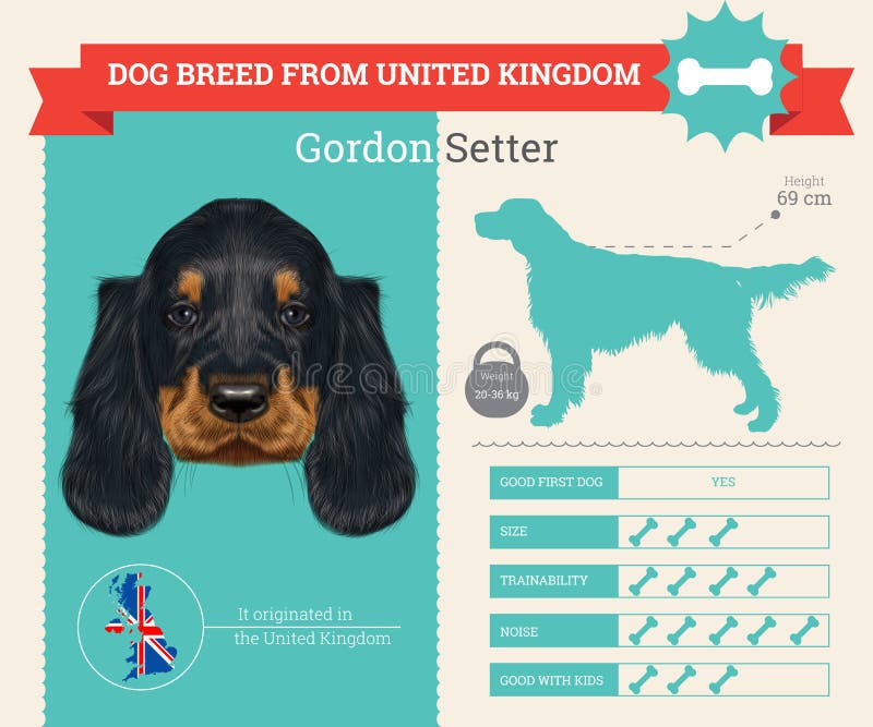 Infographics Della Razza Del Cane Di Gordon Setter Illustrazione di ...