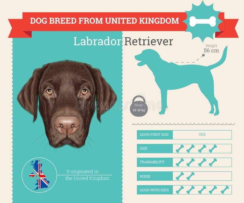 Infographics Della Razza Del Cane Di Labrador Retriever Illustrazione ...