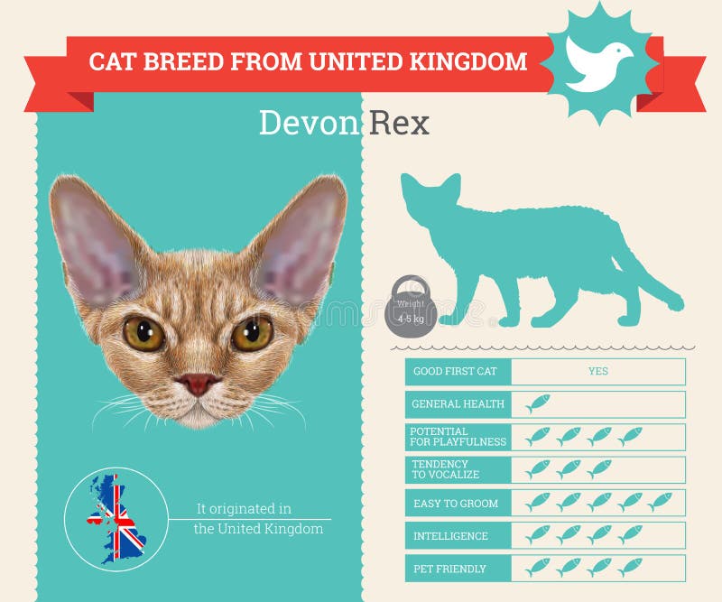 Infographics Della Razza Di Devon Rex Cat Illustrazione di Stock ...