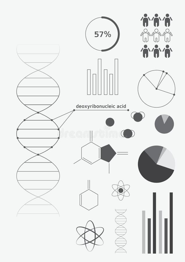 Infographics Deoxyribonucleic Acid (DNA) Stock Vector - Illustration of ...