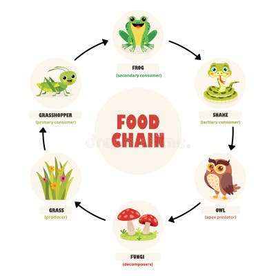 Infographics of the Food Chain Stock Illustration - Illustration of ...