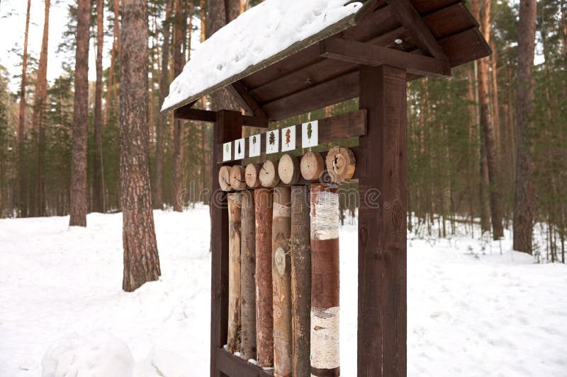 Information Board in a Winter Pine Forest with Tree Species. Each ...
