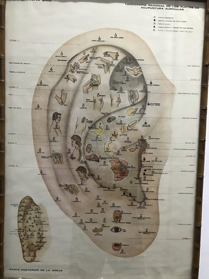 Ear editorial photography. Image of acupuncture, health - 116186877