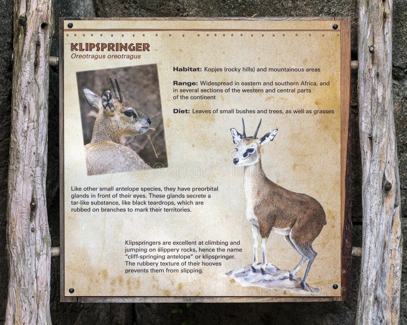 Information Plaque for Klipspringer, a Small Antelope Excellent at ...