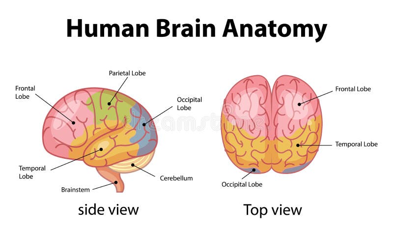 Information Poster of Human Brain Diagram Stock Vector - Illustration ...