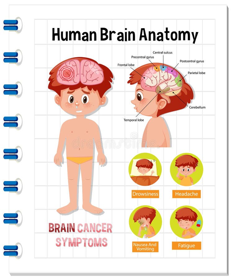 Information Poster of Human Brain Diagram Stock Vector - Illustration ...