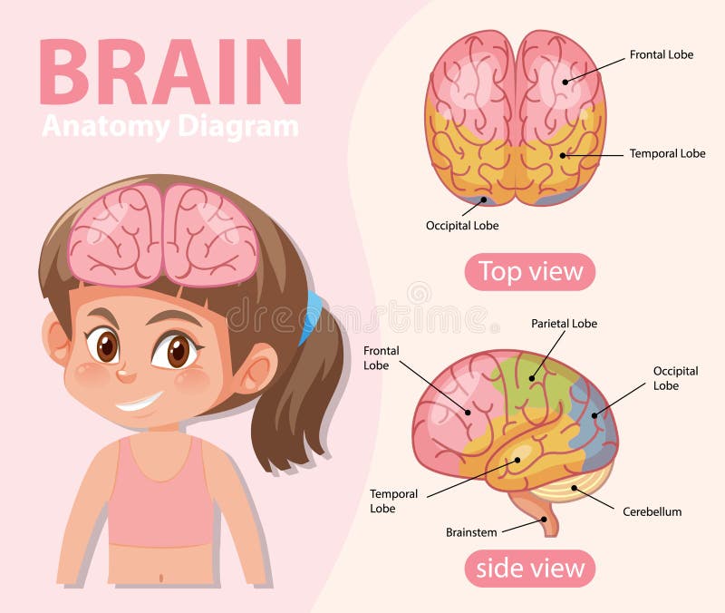 Information Poster of Human Brain Diagram Stock Vector - Illustration ...