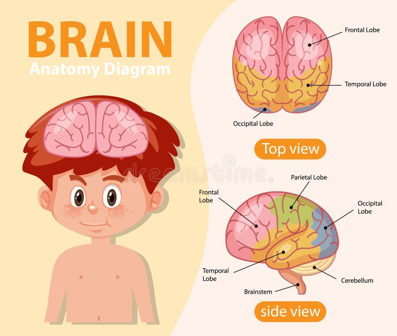 Information Poster of Human Brain Diagram Stock Vector - Illustration ...