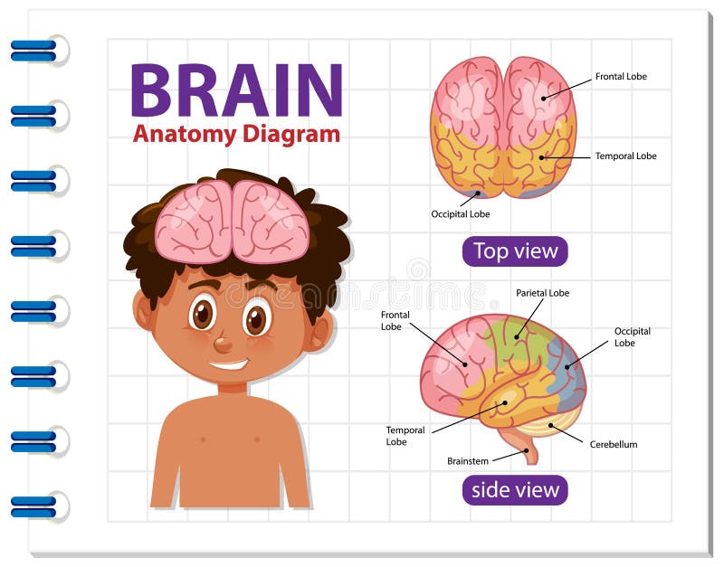 Information Poster of Human Brain Diagram Stock Vector - Illustration ...