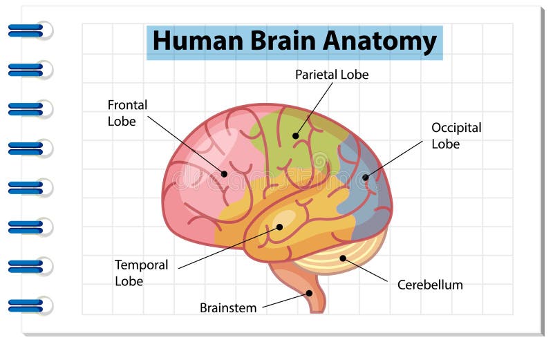 Information Poster of Human Brain Diagram Stock Vector - Illustration ...